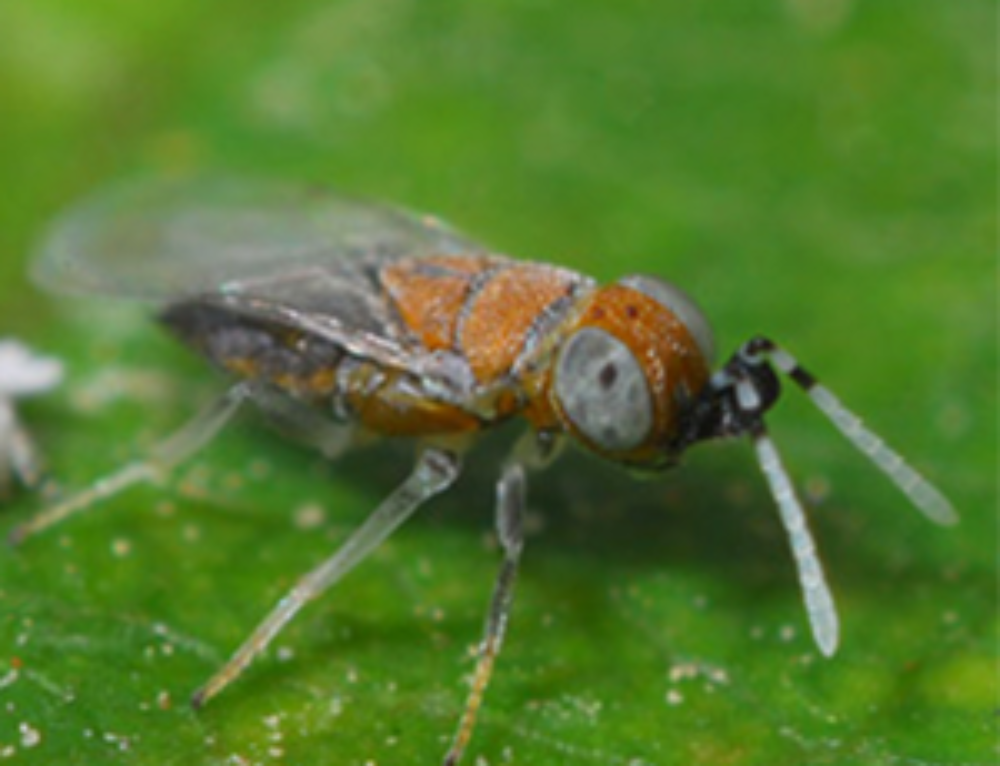 SWIRSKII MIP (Amblyseius Swirskii) - BIOMIP Biological Quality