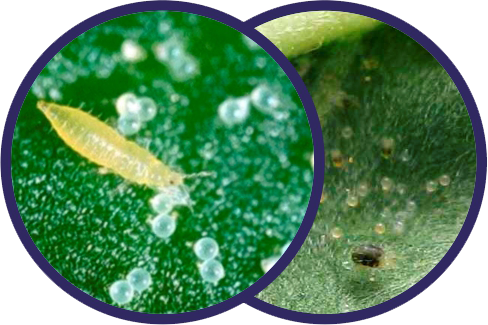 Neoseiulus Cucumeris