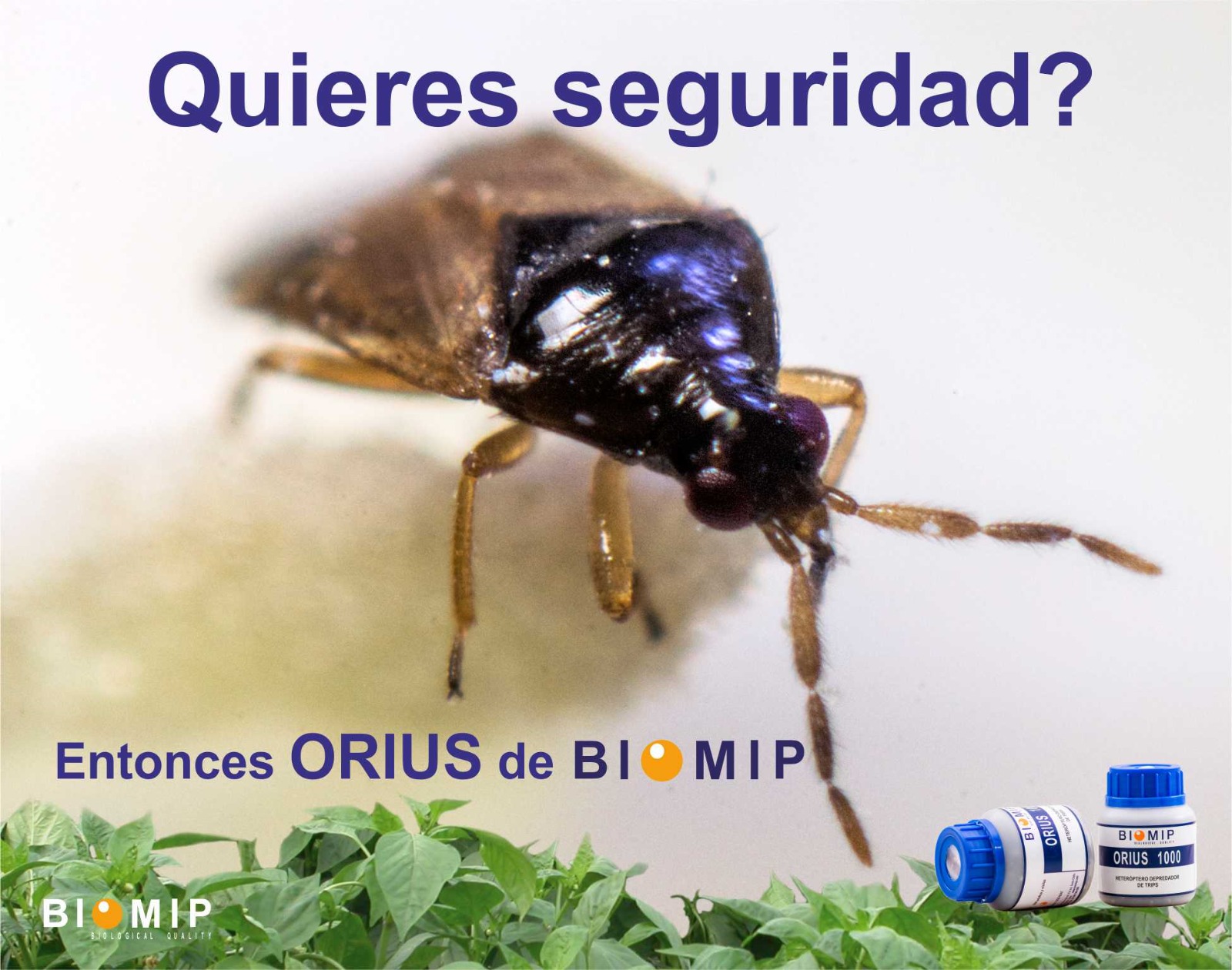 Orius Biomip - BIOMIP Biological Quality